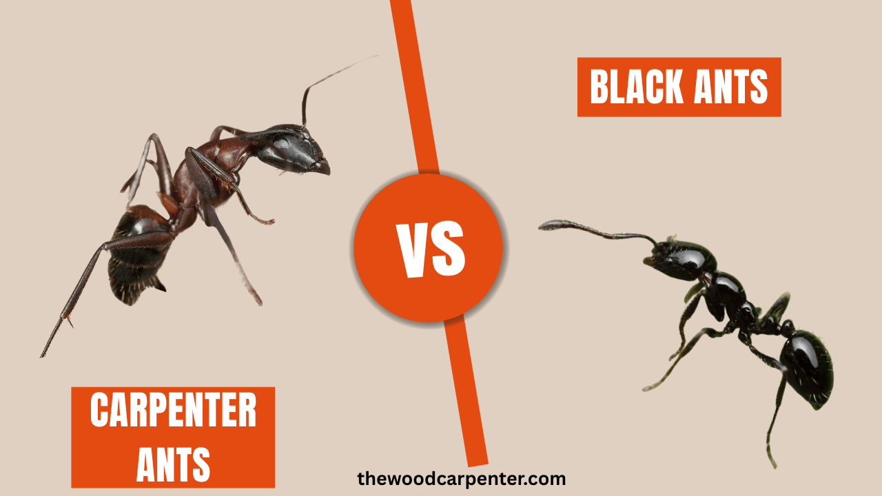 Carpenter Ants Vs Black Ants: Who’s The Threat
