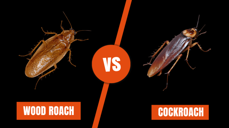 Wood Roach Vs Cockroach: The Shocking Differences You Need To Know!