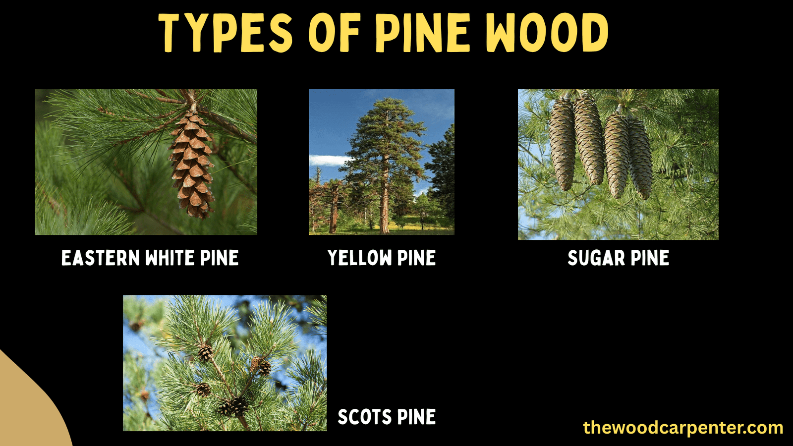 Why Pine Wood Is Everyone’s Top Pick » Thewoodcarpenter