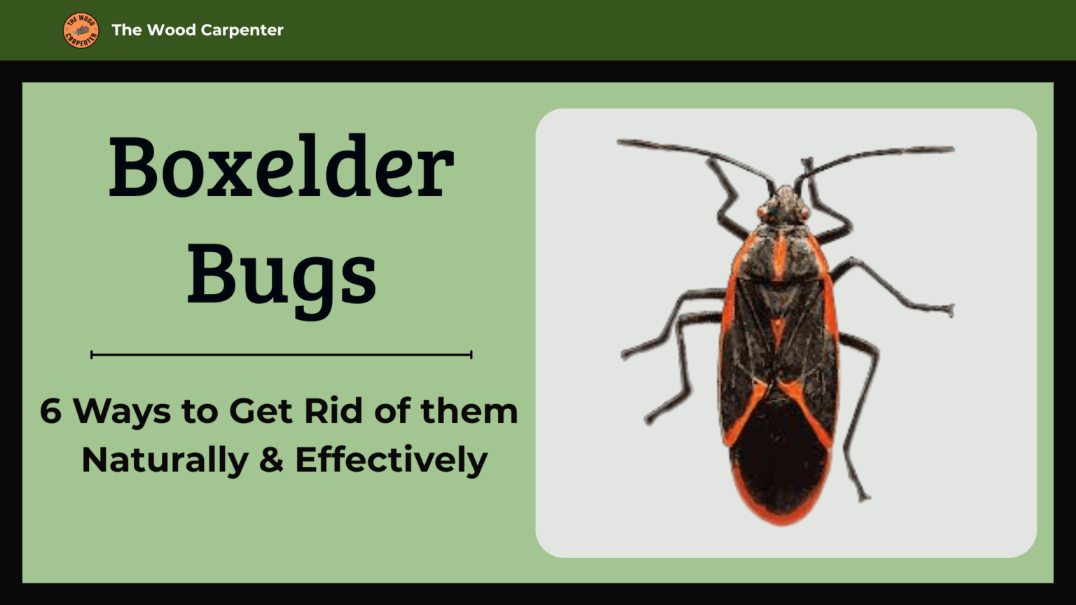 6 Ways To Get Rid Of Boxelder Bugs Naturally & Effectively