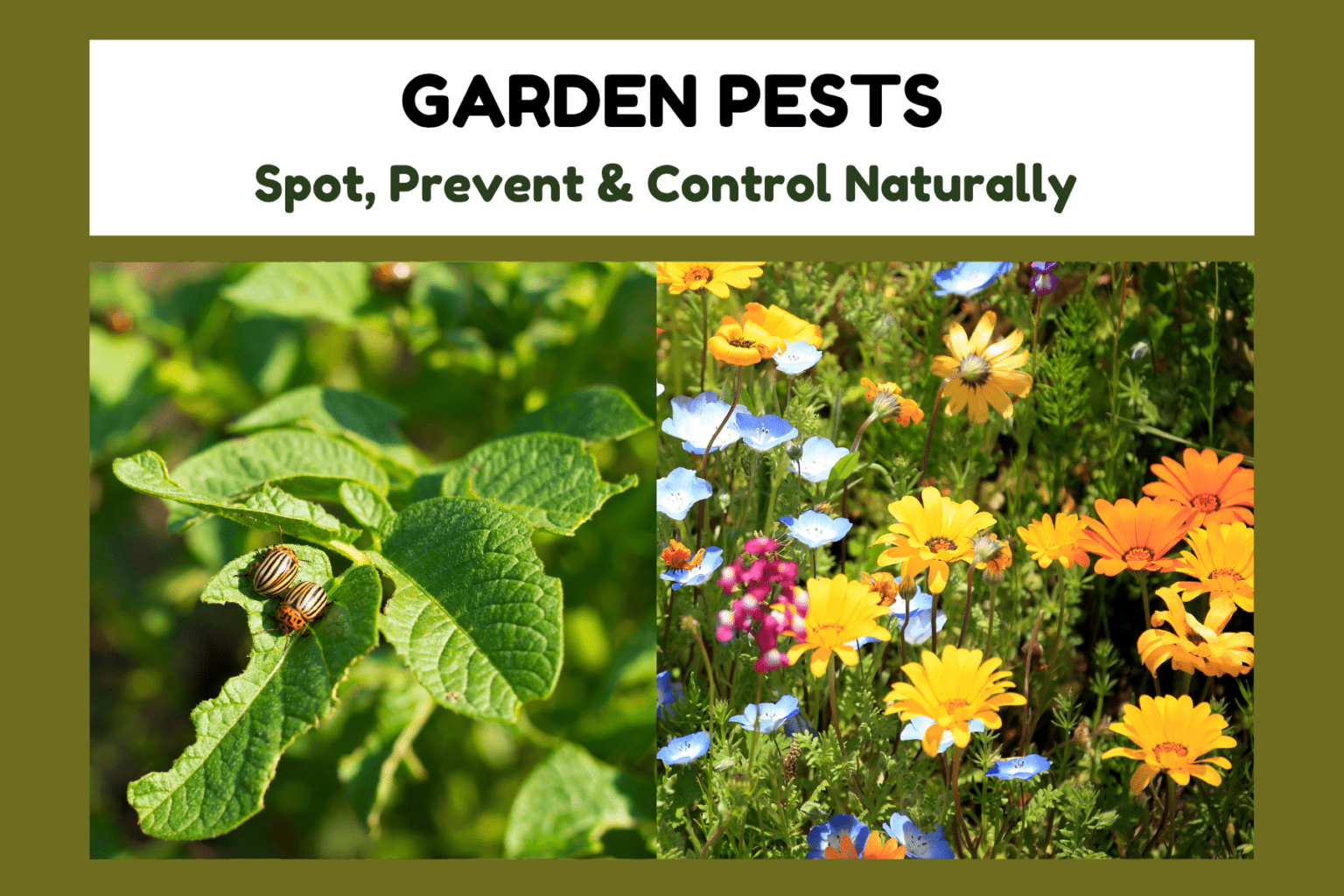 Garden Pests: Spot, Prevent & Control Naturally